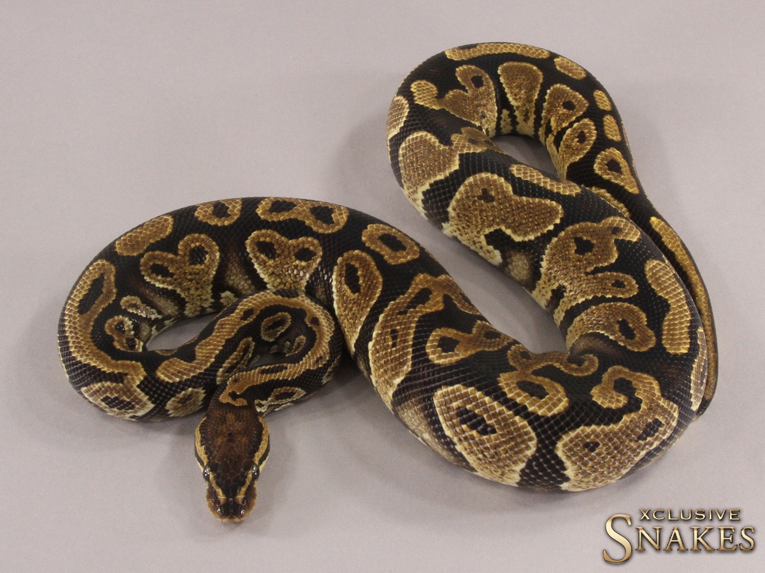 Gravel Het Dreamsicle Ball Python by Xclusive Snakes - MorphMarket