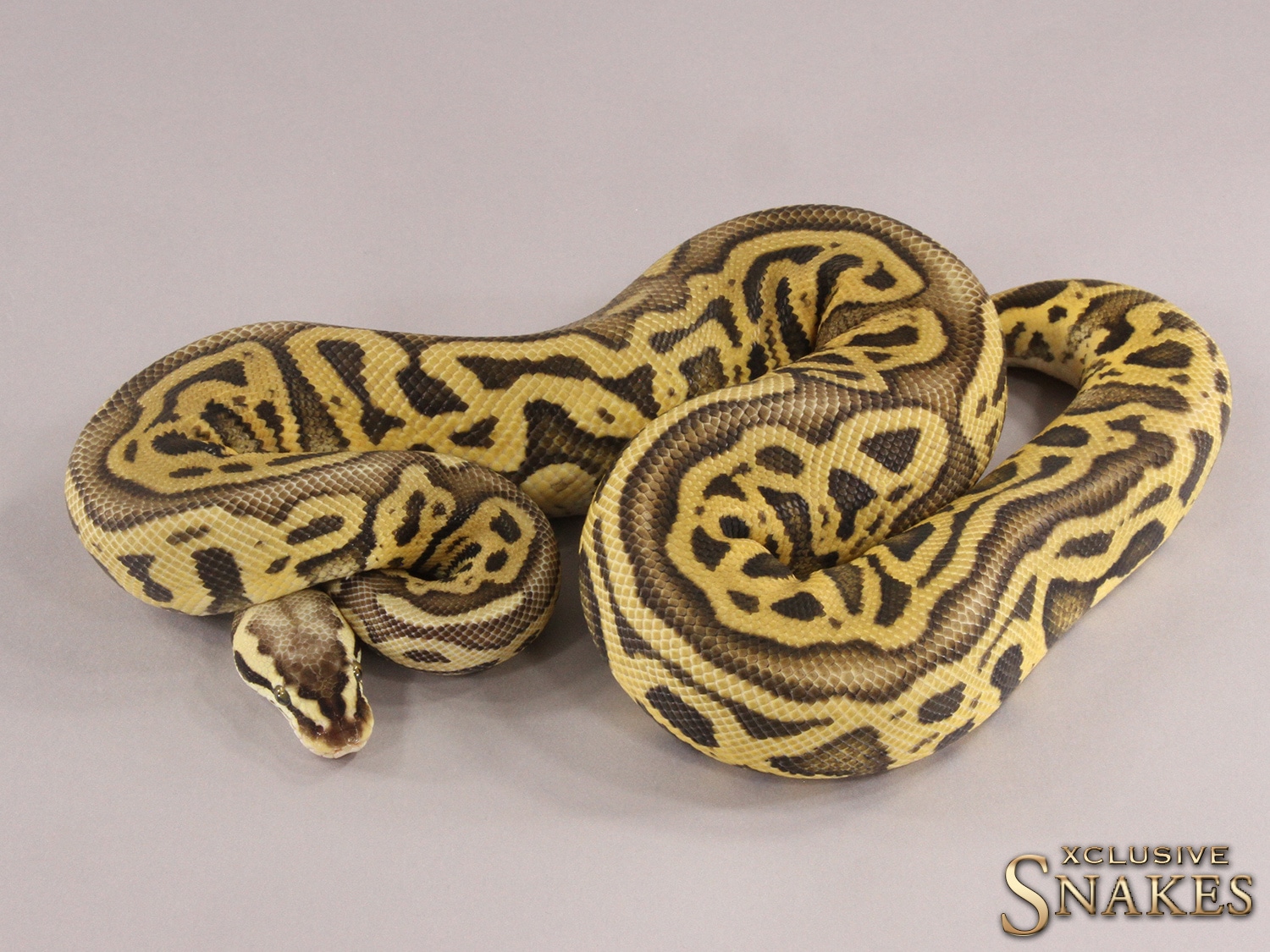 Super Pastel Leopard Double Het Ultramel Clown Ball Python by Xclusive ...