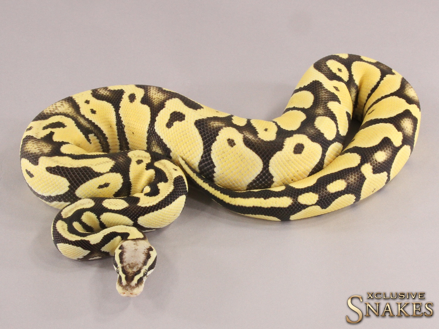 Pastel Gravel Desert Ghost Ball Python by Xclusive Snakes - MorphMarket