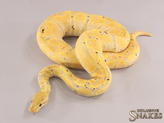 Banana Enchi GHI Het Desert Ghost (FM) Ball Python by Xclusive Snakes