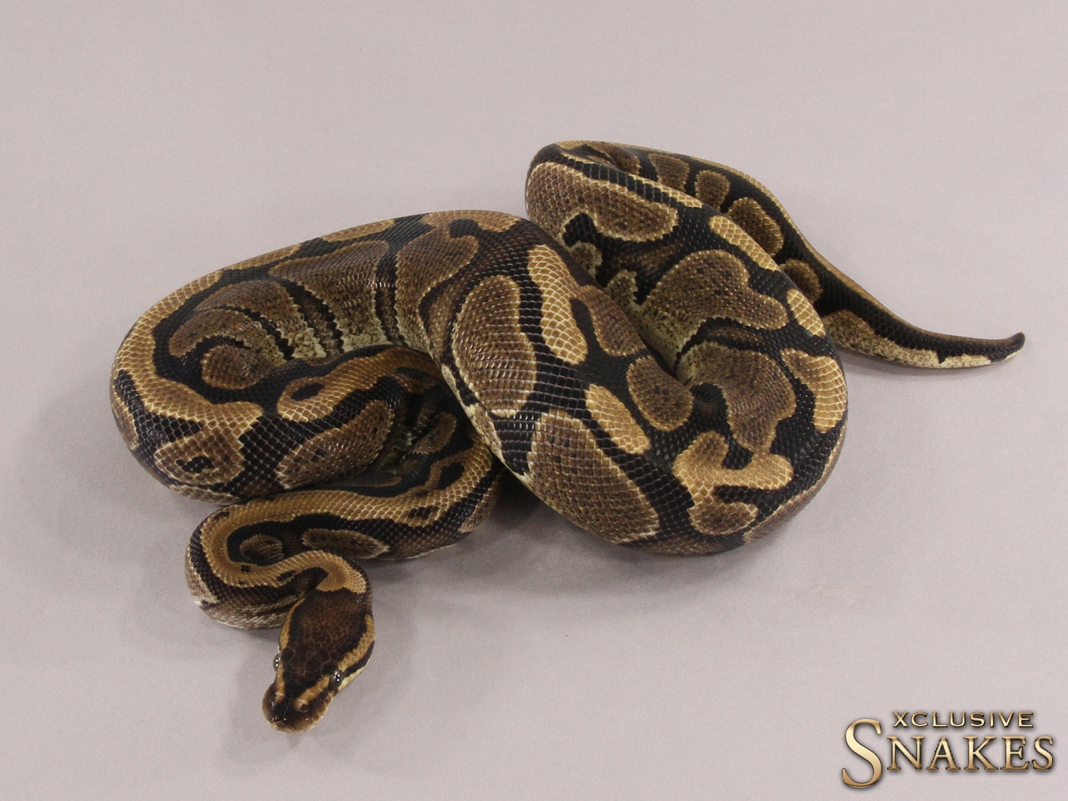 Red Stripe Het Dreamsicle Ball Python by Xclusive Snakes - MorphMarket