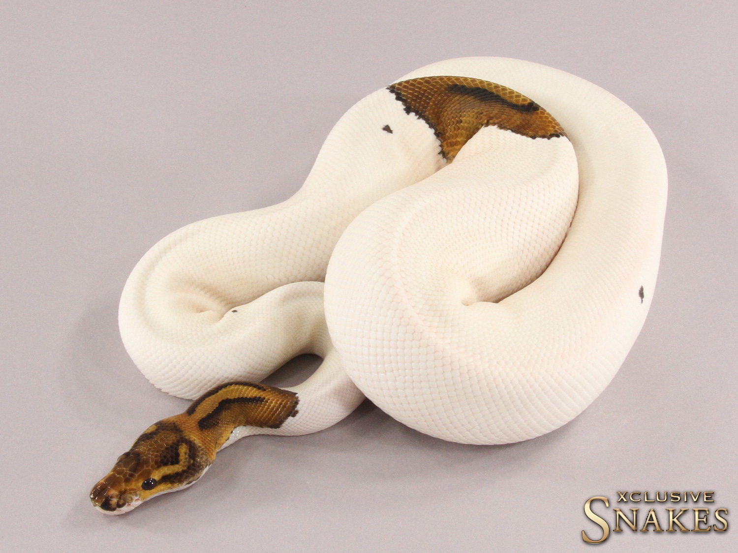 Yellow Belly Special Piebald Ball Python by Xclusive Snakes - MorphMarket