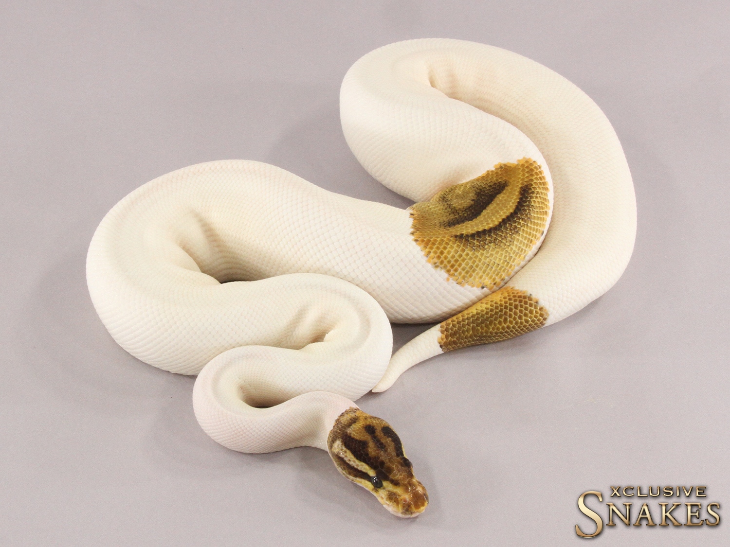 Special Enchi Piebald (1890g @10/2023) Ball Python by Xclusive Snakes ...