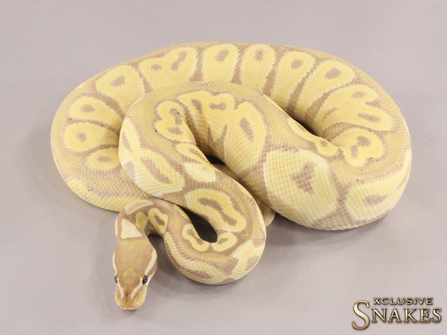 Banana Het Red Axanthic Pos Orange Dream Desert Ghost (Female Maker ...