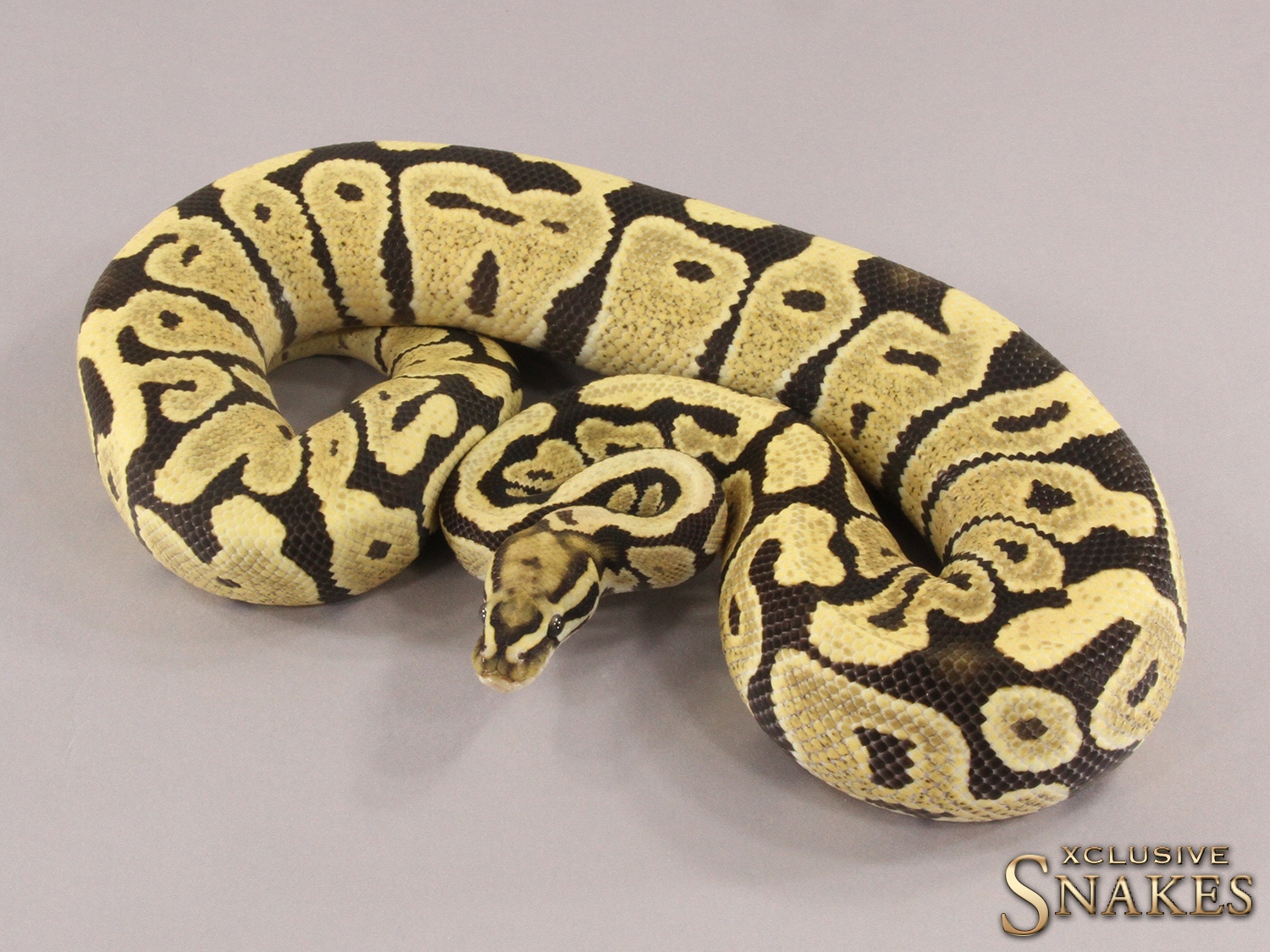 Spotnose Desert Ghost 50% Ball Python by Xclusive Snakes - MorphMarket