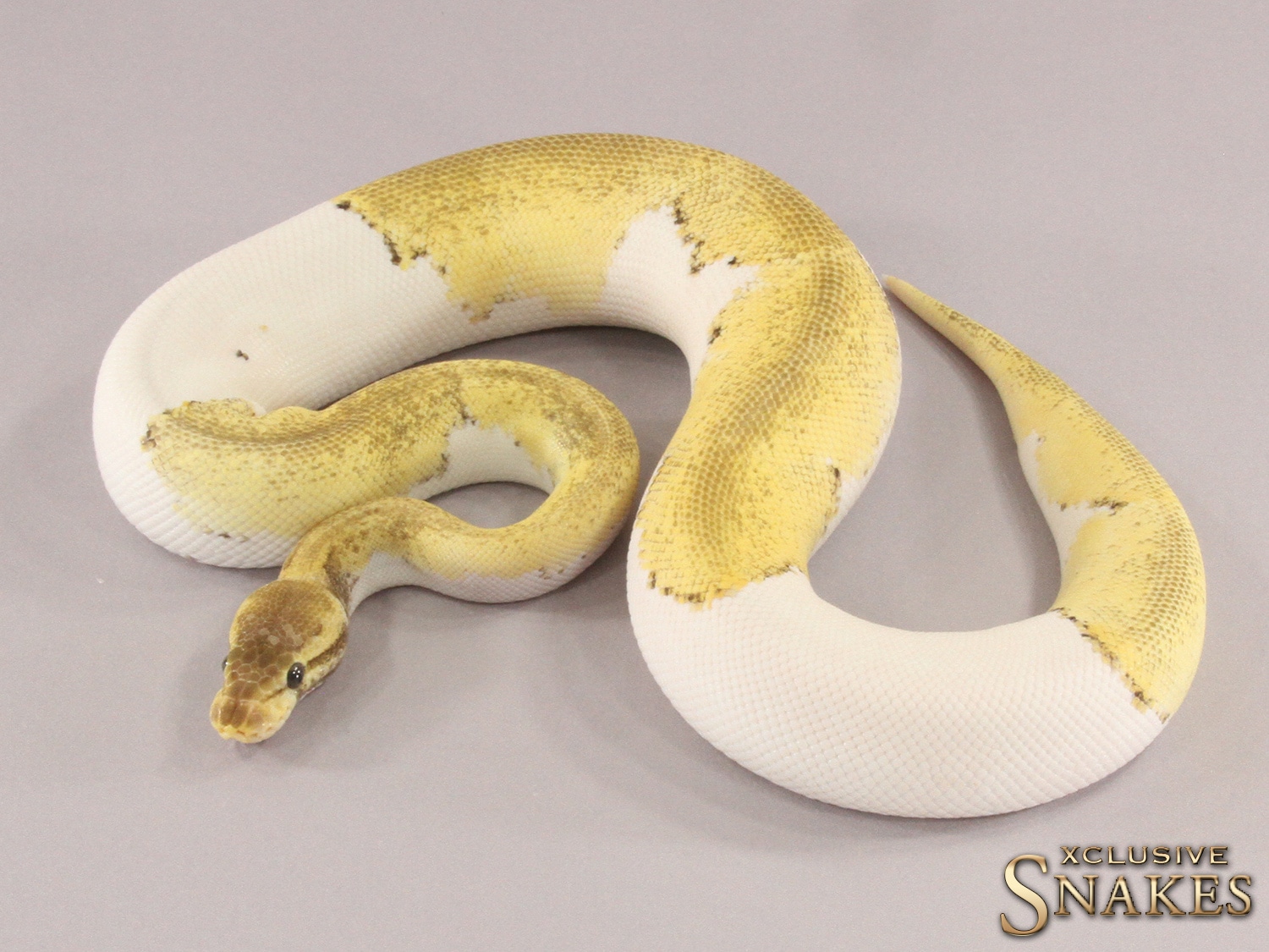 Pastel Mojave Enchi Pinstripe Piebald Ball Python by Xclusive Snakes ...
