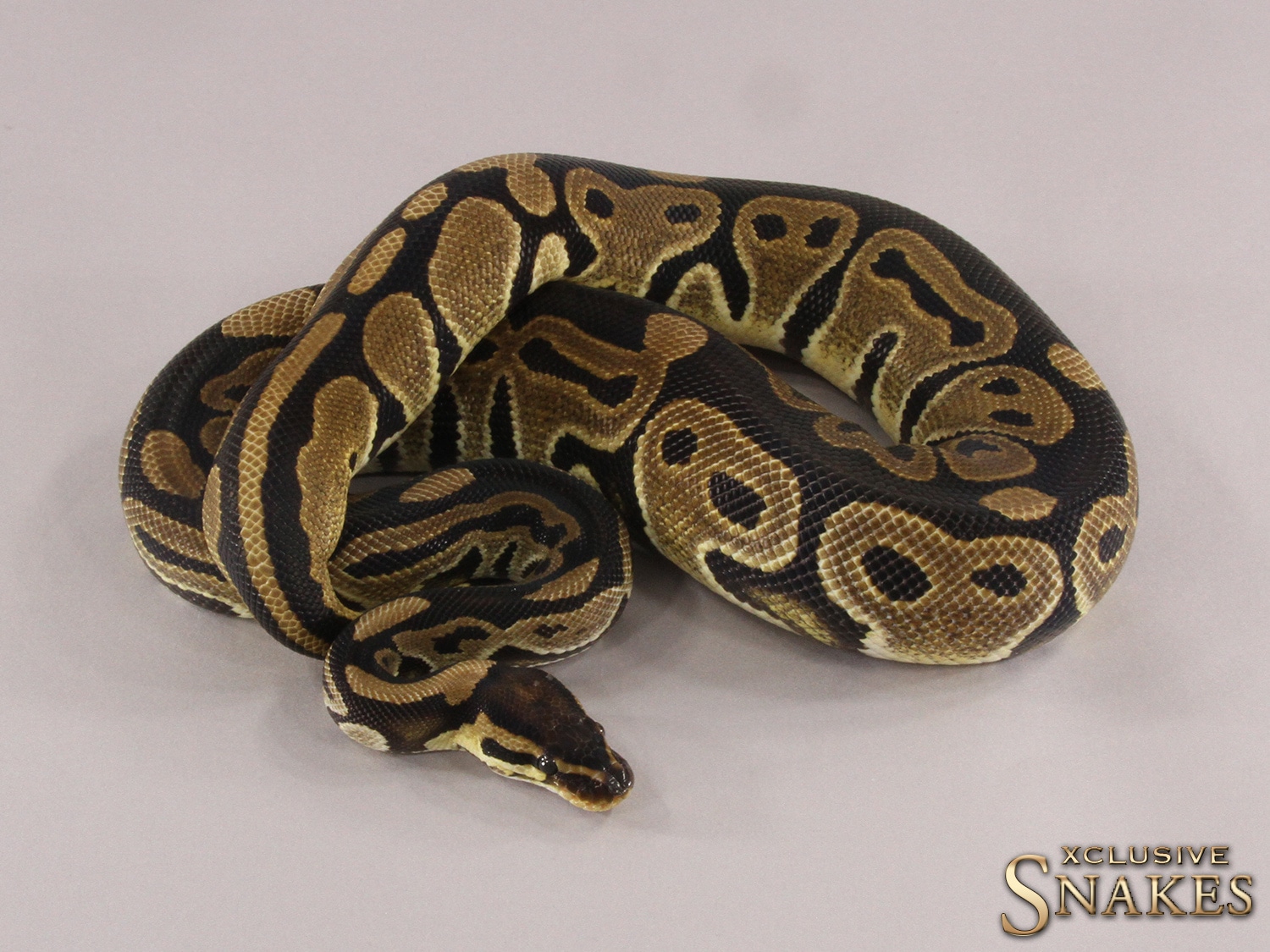 Het Red Axanthic Het Desert Ghost Het Clown Or Het Cryptic Ball Python ...