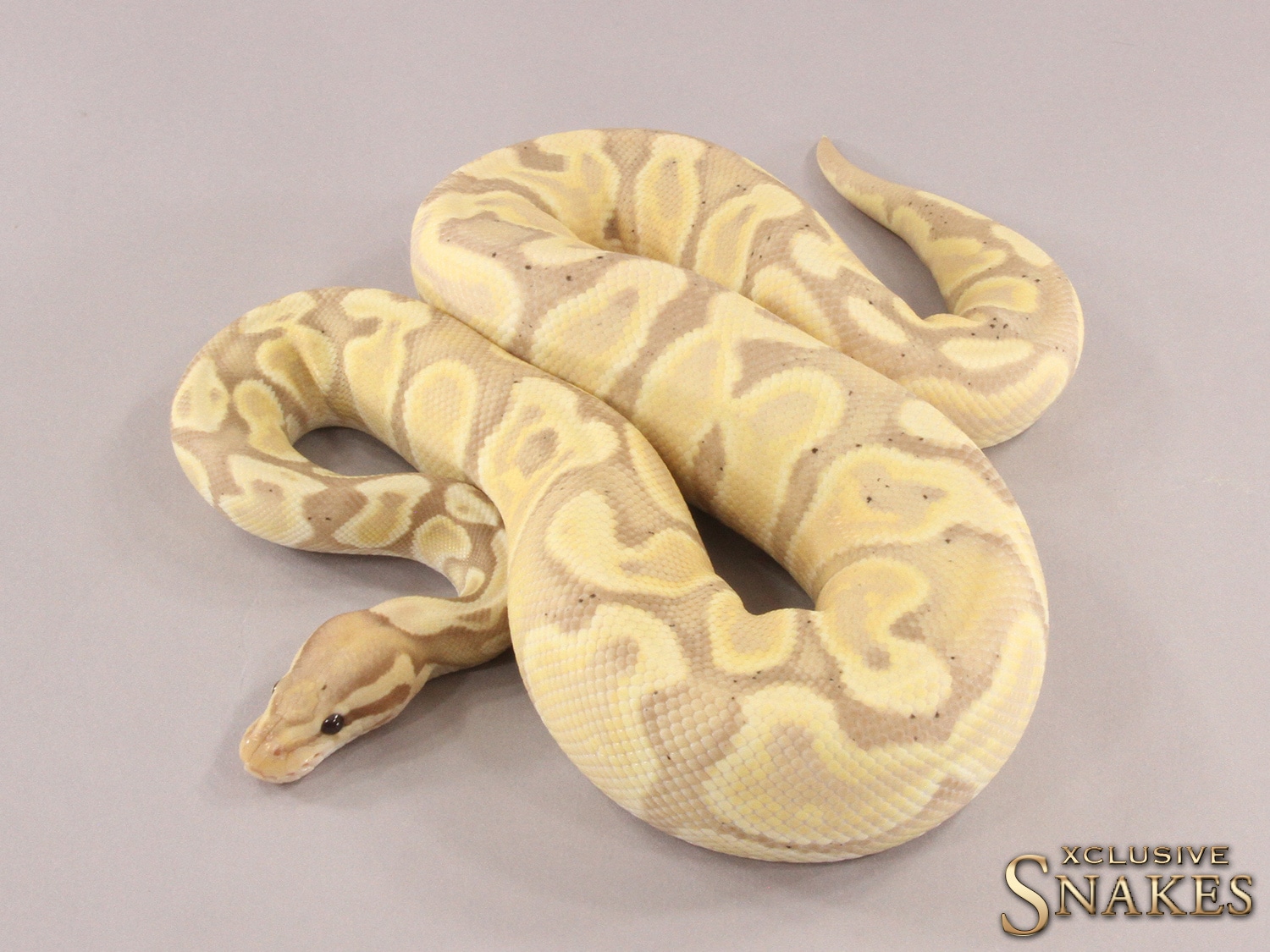 Banana GHI Desert Ghost (1720g @10/2023) Ball Python by Xclusive Snakes ...