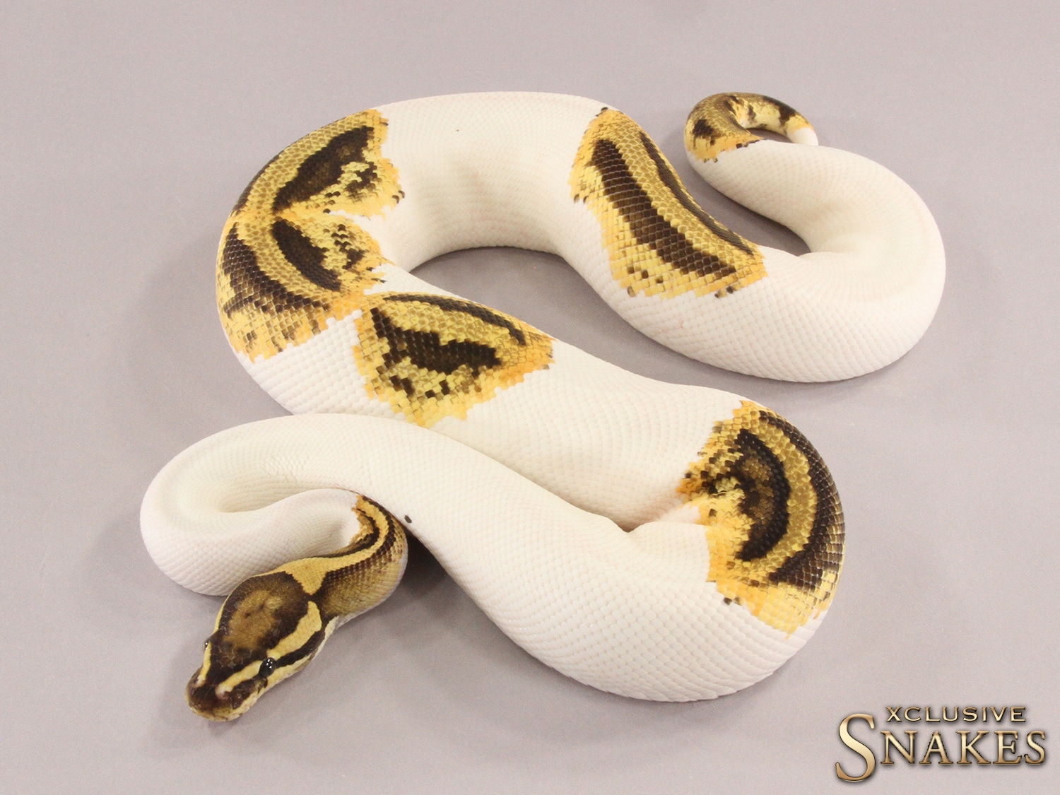 Fire Orange Dream Piebald 50% Het Axanthic Ball Python by Xclusive ...