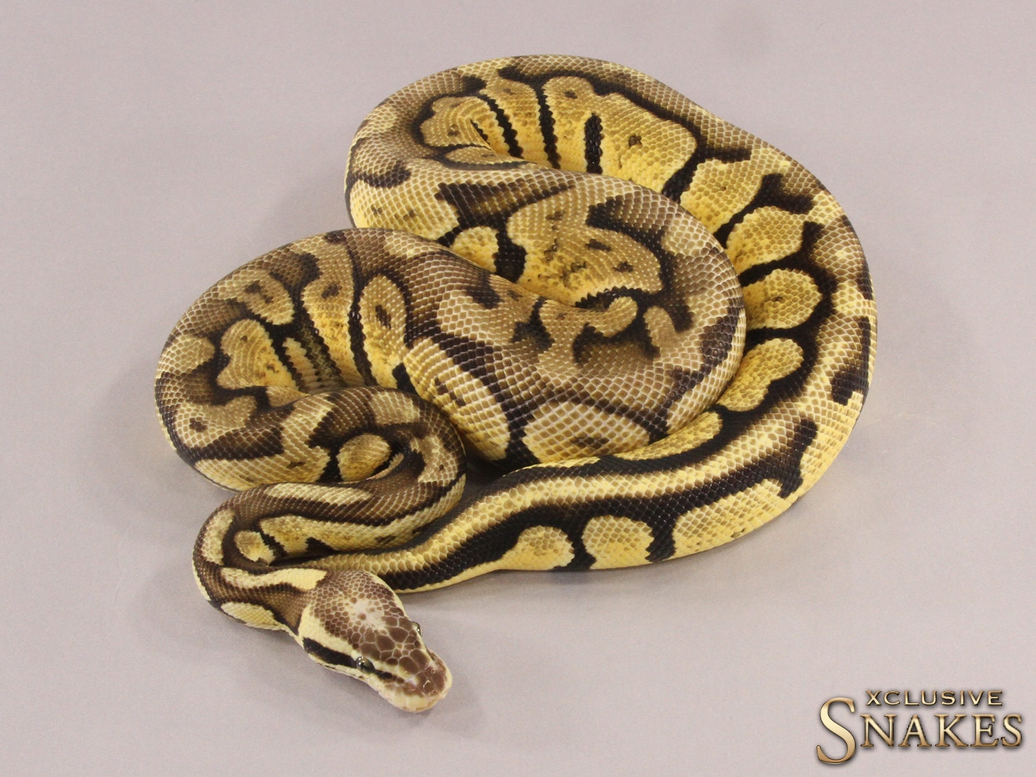 Pastel Vanilla Double Het Ultramel Desert Ghost Ball Python by Xclusive ...