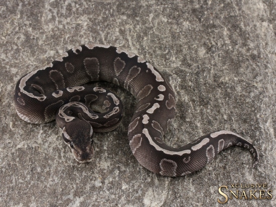 Mystic GHI Black Axanthic Ball Python by Xclusive Snakes