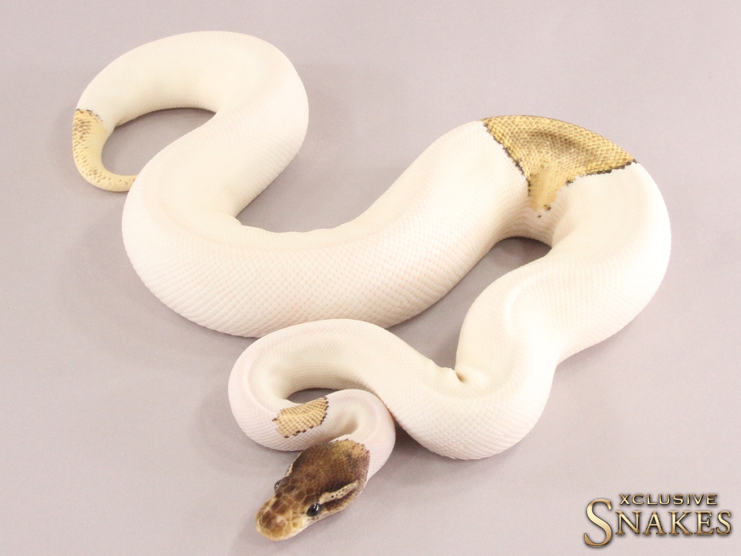 Mojave Yellow Belly Piebald 50% Het Axanthic Ball Python by Xclusive ...