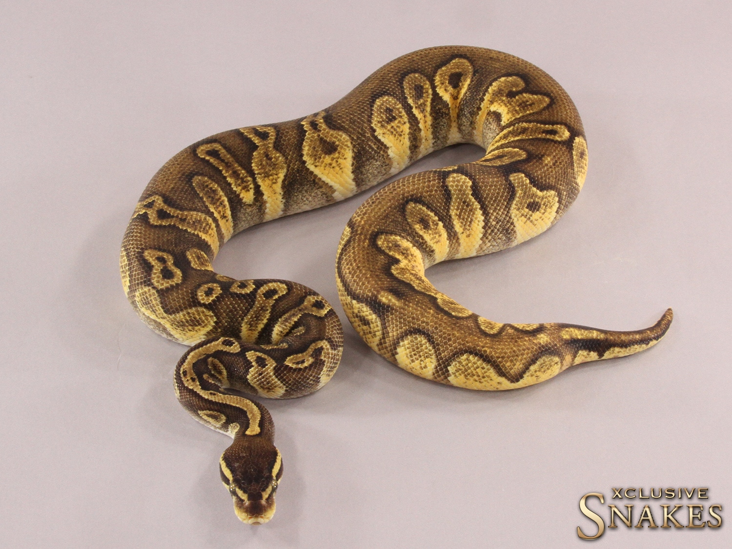 Black Head Enchi Pastel GHI Ball Python by Xclusive Snakes - MorphMarket