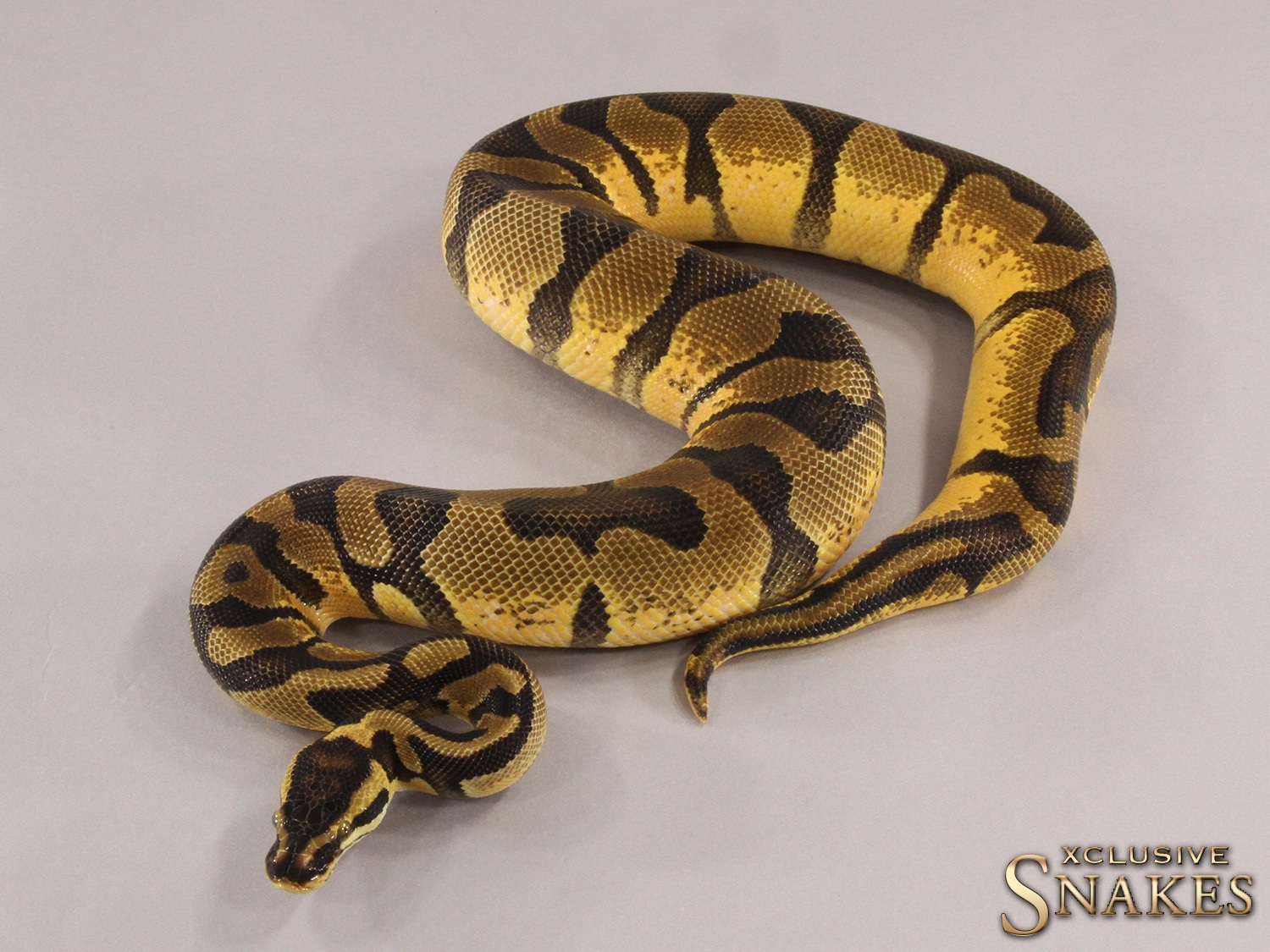 Pastel Enchi Vanila Het Piebald Ball Python by Xclusive Snakes ...