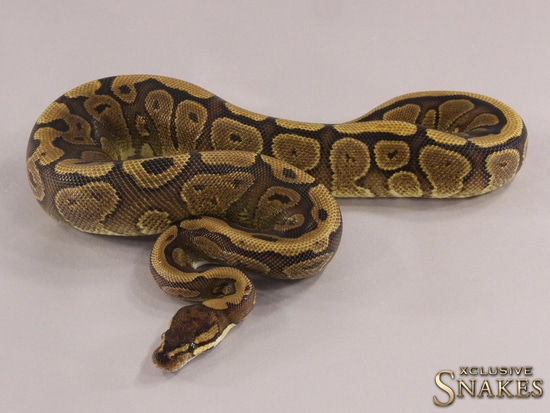 Gravel Red Stripe Ball Python by Xclusive Snakes