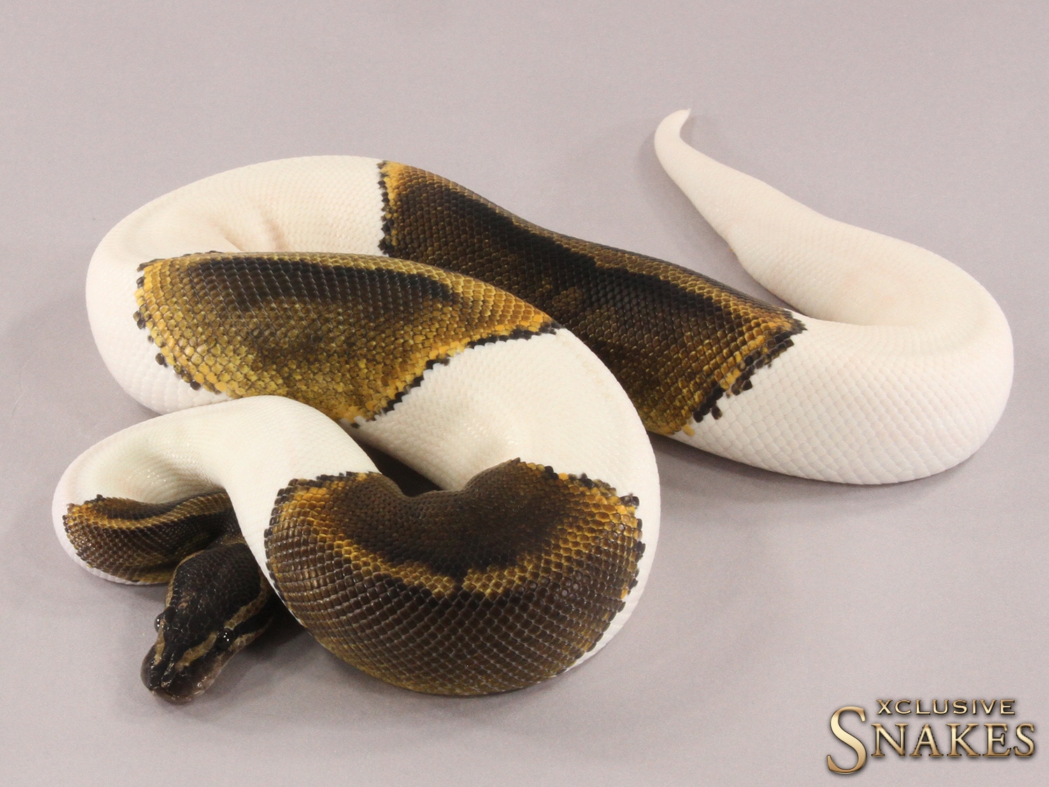 GHI Piebald Ball Python by Xclusive Snakes - MorphMarket