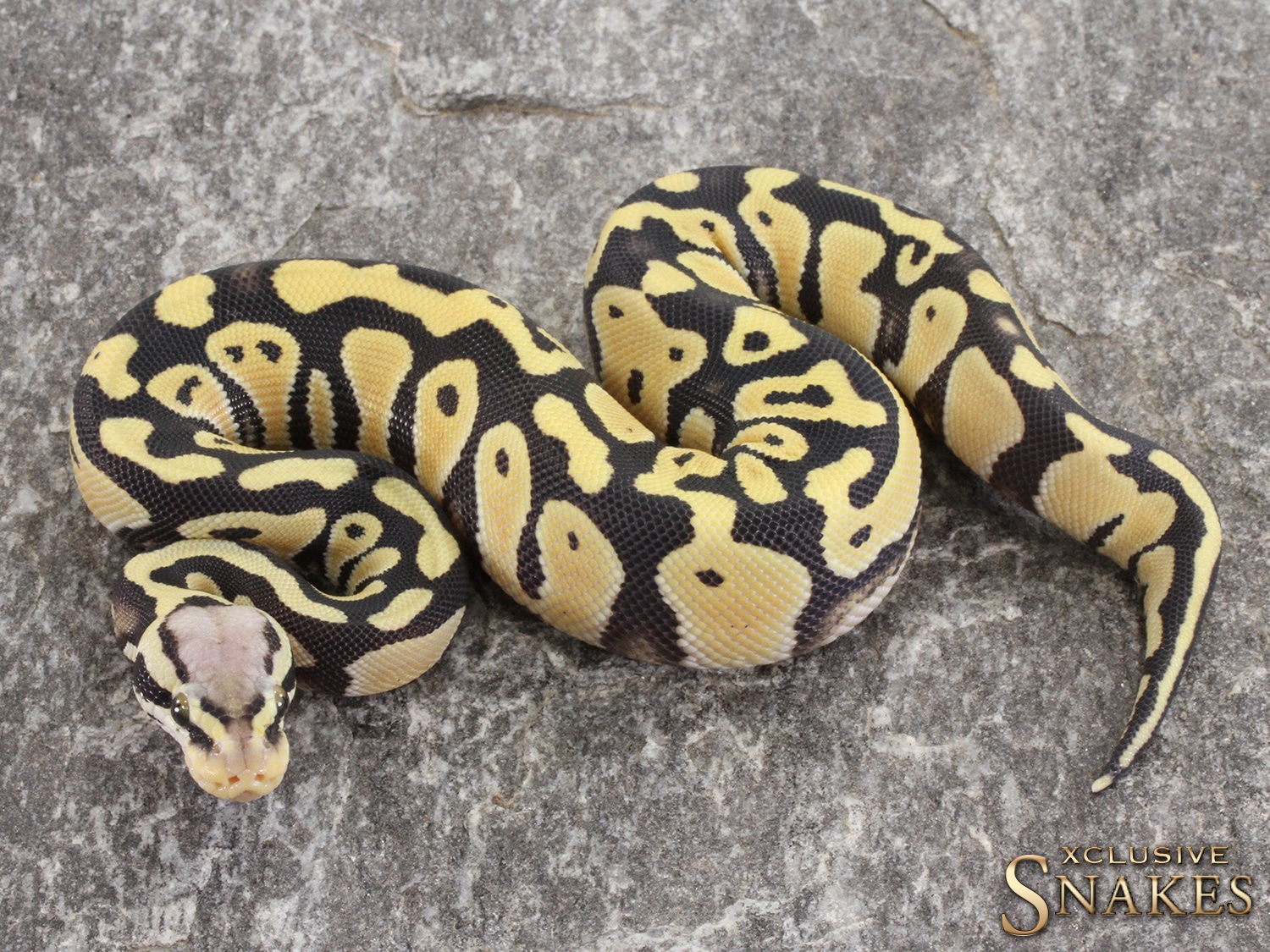 Pastel Desert Ghost Het Clown Or Het Cryptic Ball Python by Xclusive ...