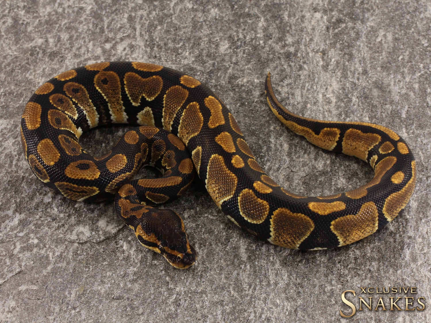 NR Mandarin Pos Het Hypo Ball Python by Xclusive Snakes - MorphMarket