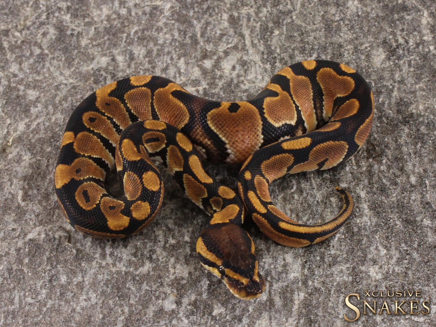 NR Mandarin Pos Het Hypo Ball Python by Xclusive Snakes - MorphMarket