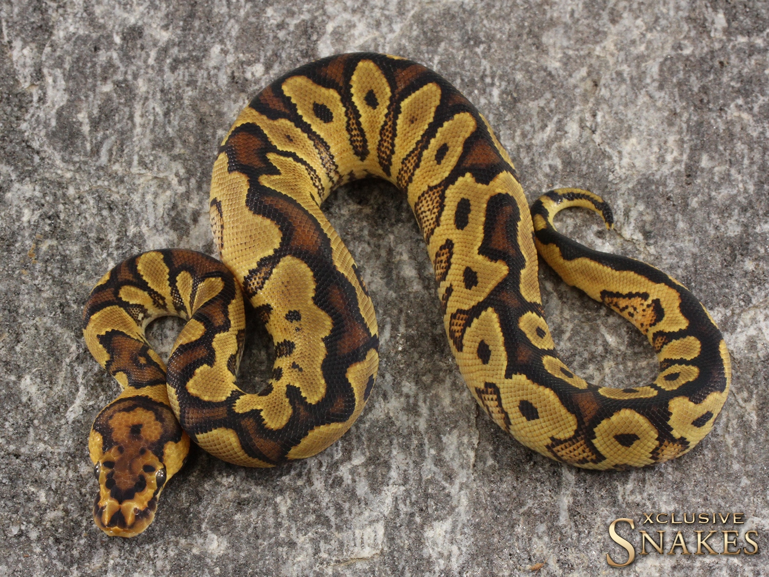 Gravel Clown Ball Python by Xclusive Snakes - MorphMarket