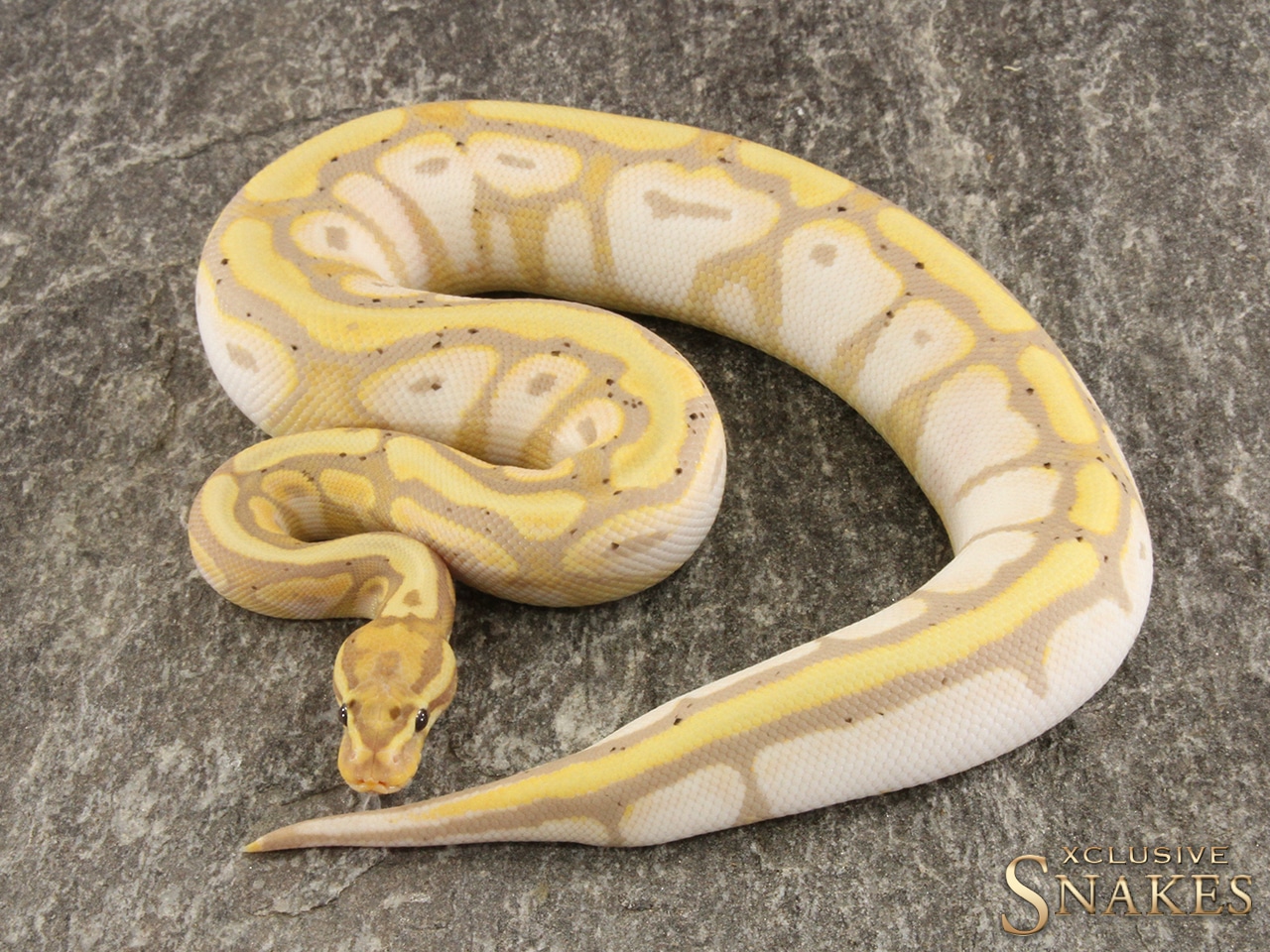 Banana Sugar Spotnose Het Desert Ghost Ball Python by Xclusive Snakes ...