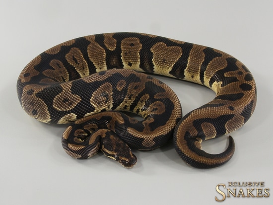 Confusion Double Het Hypo Desert Ghost Ball Python by Xclusive Snakes