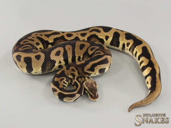 Pastel Leopard Triple Het Ultramel Cryptic Desert Ghost Ball Python by ...