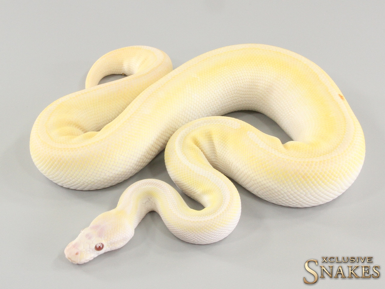 Black Head Mojave GHI Lavender Het Piebald Ball Python by Xclusive ...