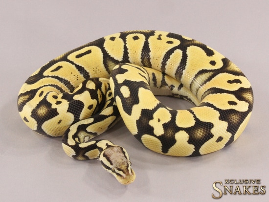 Pastel Desert Ghost Het Cryptic Ball Python by Xclusive Snakes
