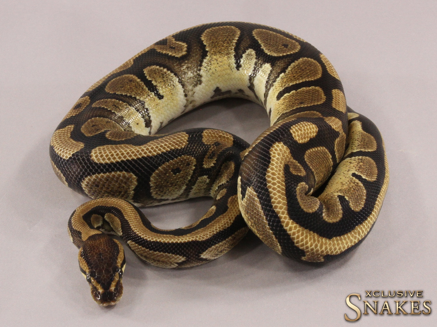 Red Stripe Double Het Lavender Piebald Ball Python by Xclusive Snakes ...