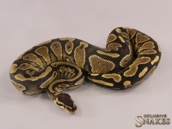 Gravel Double Het Lavender Piebald Ball Python by Xclusive Snakes