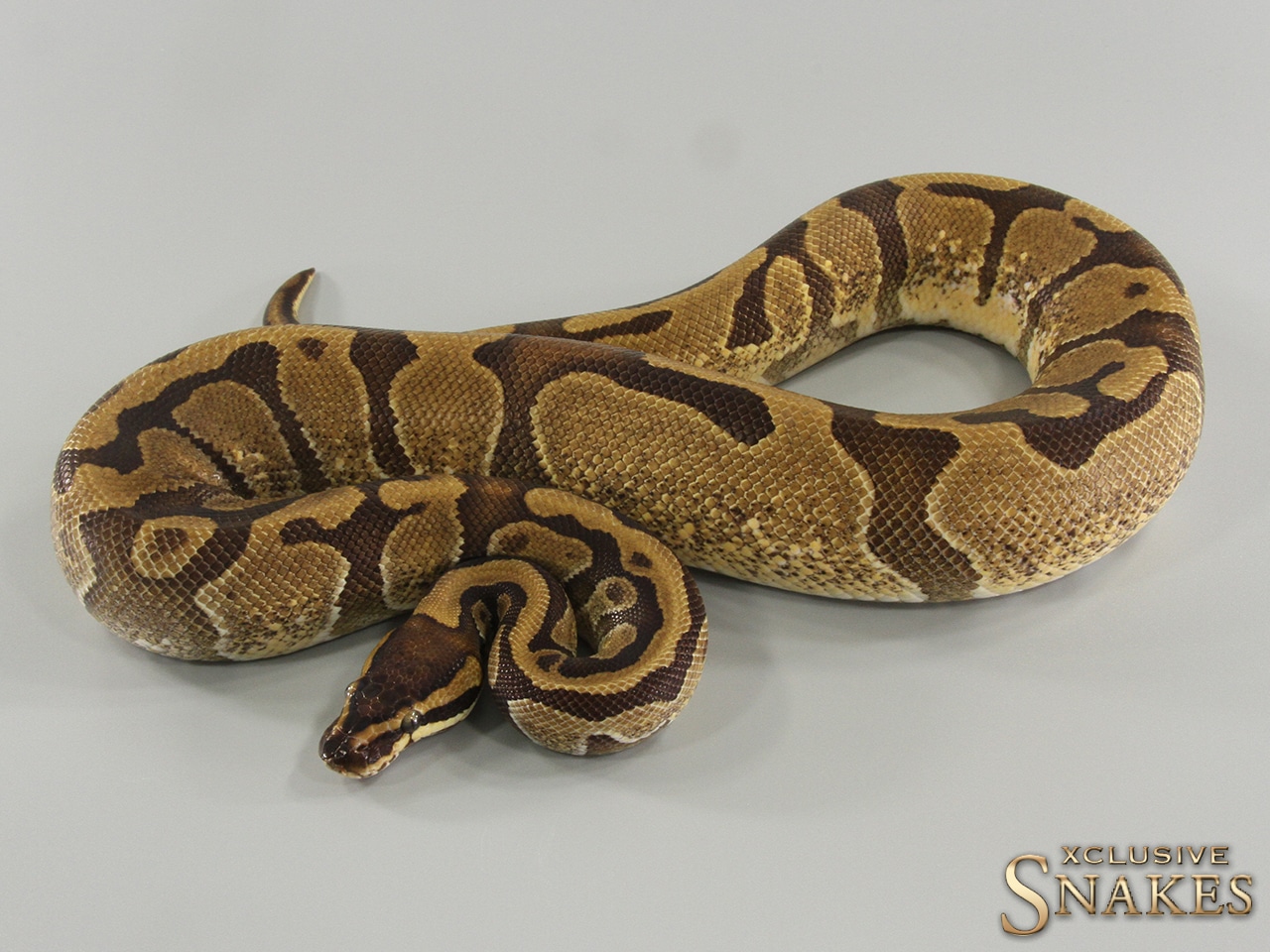 Enchi Red Stripe Het Piebald Het Lavender(Dreamsicle) Ball Python by ...