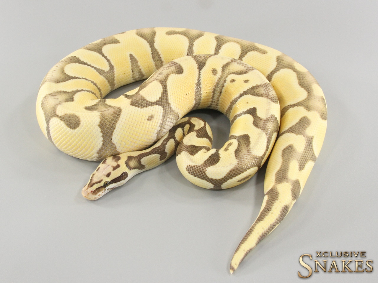 Pastel Vanilla Enchi Desert Ghost Ball Python by Xclusive Snakes ...