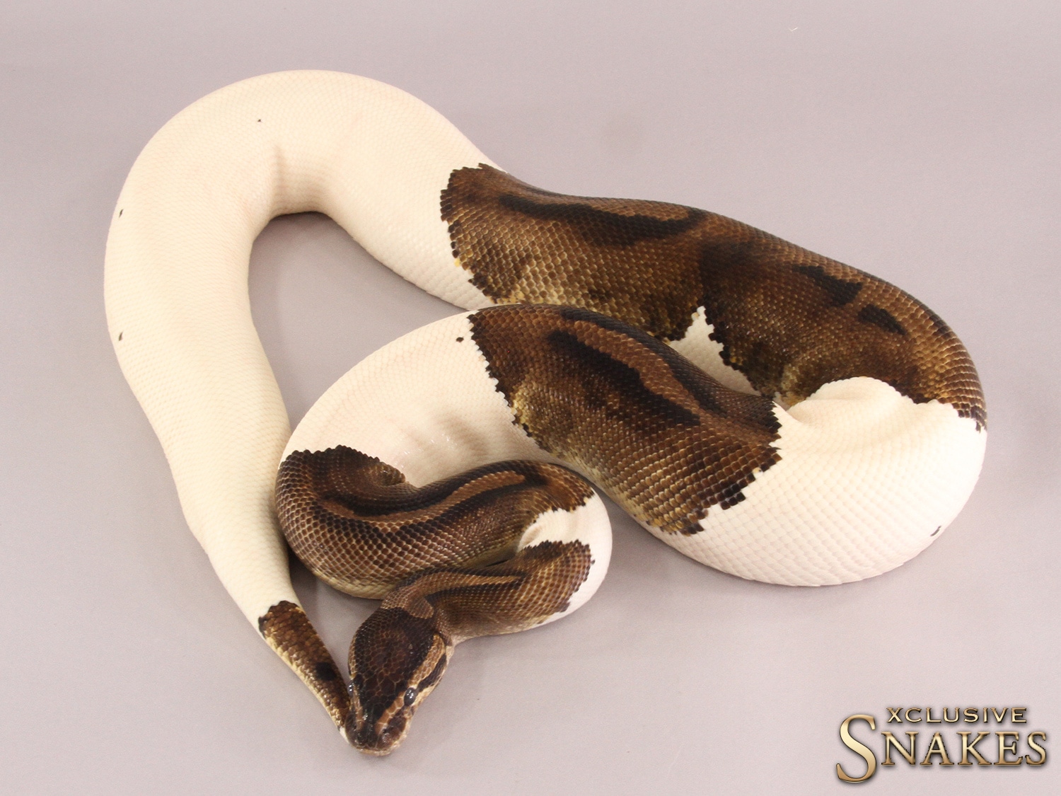 Piebald Ball Python by Xclusive Snakes - MorphMarket