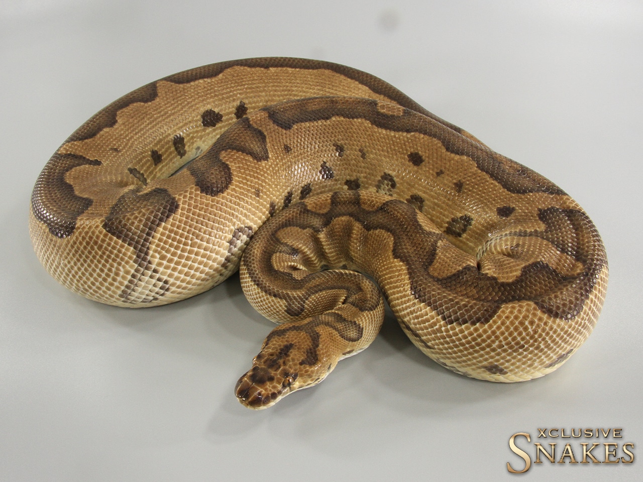Clown Ball Python by Xclusive Snakes - MorphMarket