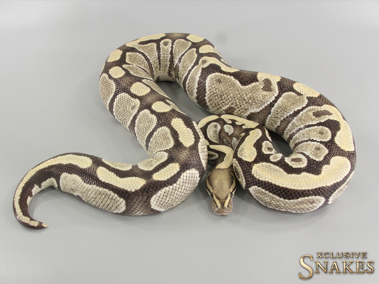 Desert Ghost Ball Python by Xclusive Snakes - MorphMarket