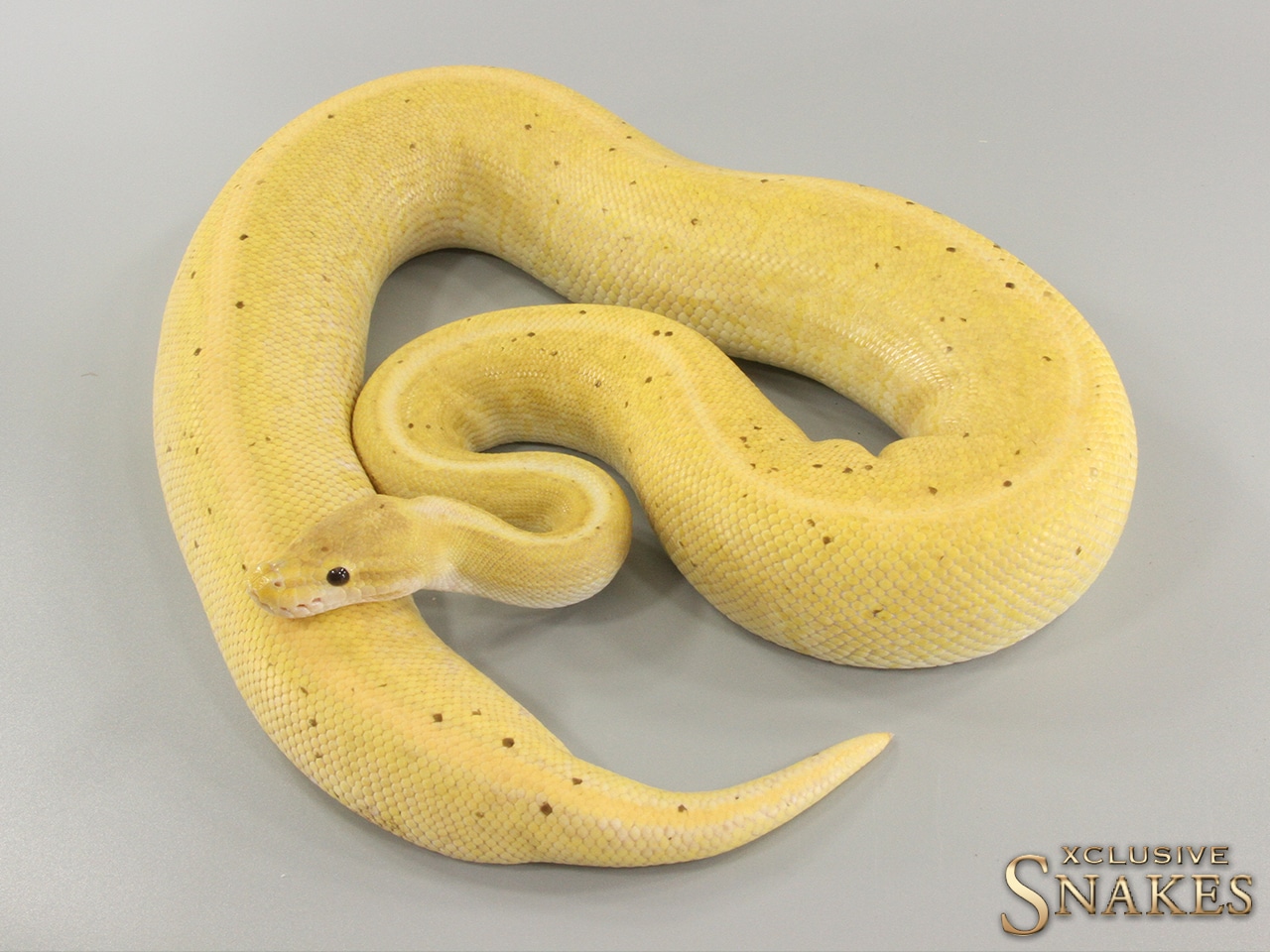 Banana Cinnamon Pinstripe Het Desert Ghost Ball Python by Xclusive ...