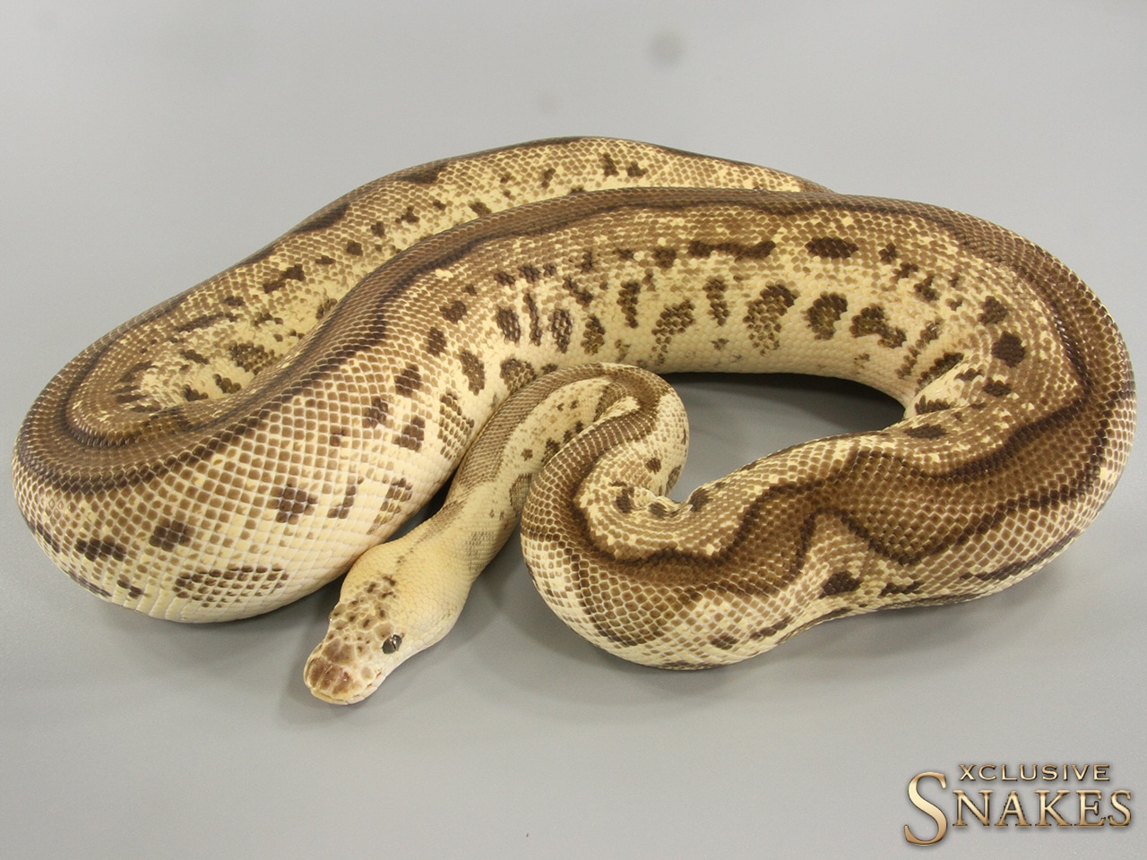 Firefly Leopard Clown Ball Python by Xclusive Snakes - MorphMarket