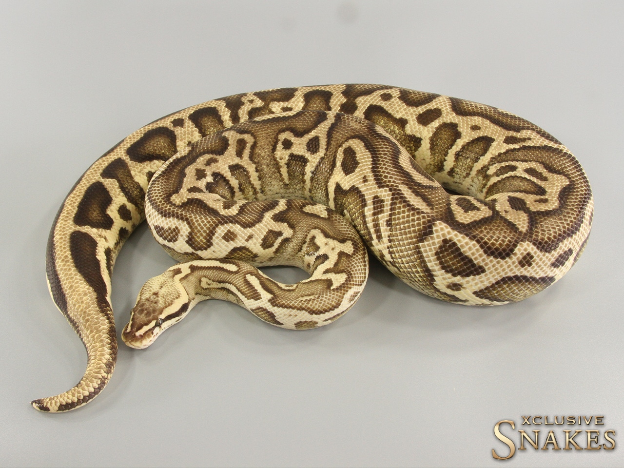 Firefly Leopard Trick Het Clown Ball Python by Xclusive Snakes ...
