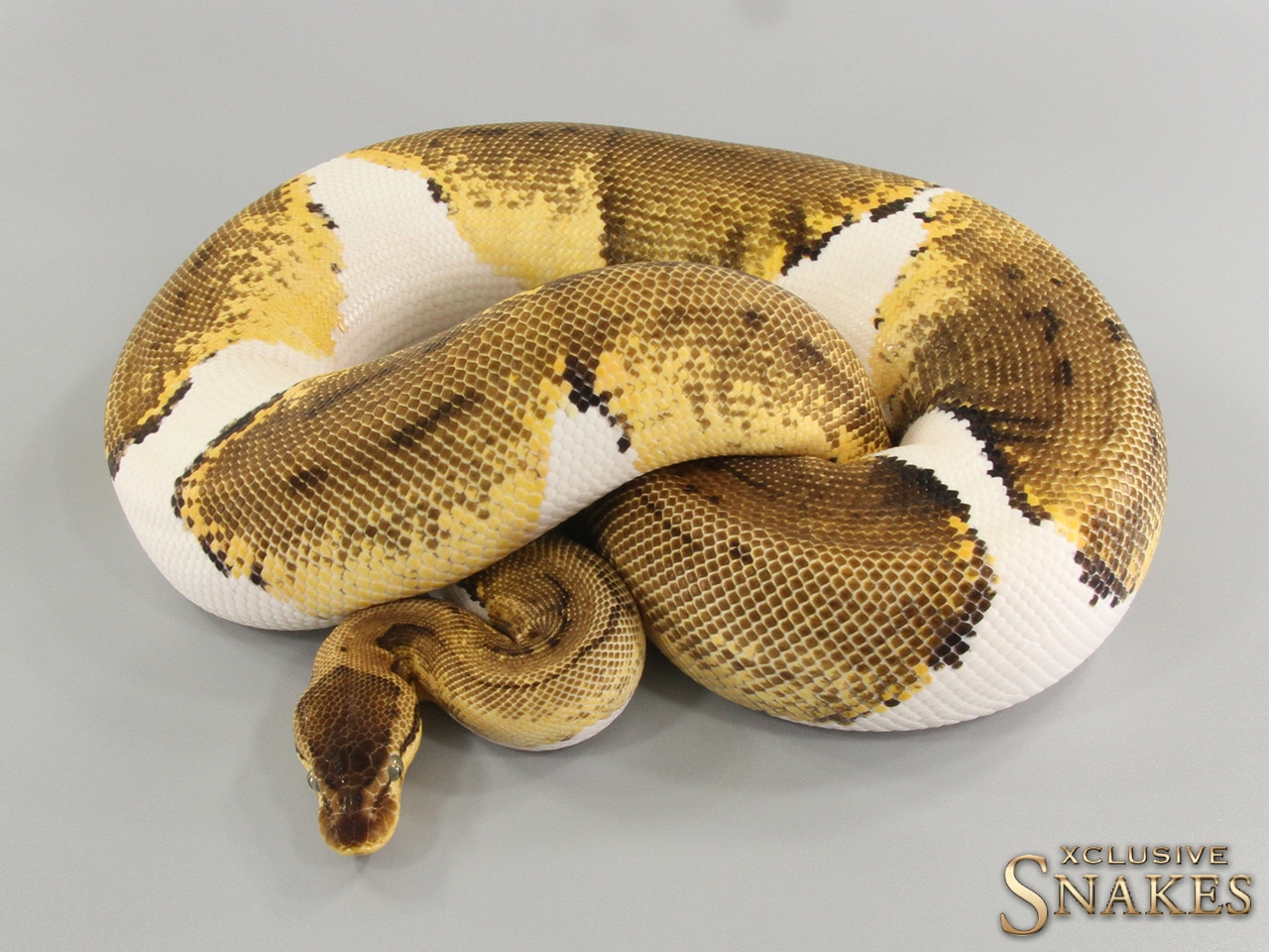 Lemon Blast Piebald *FOR SALE AFTER EGGLAYING* Ball Python by Xclusive ...