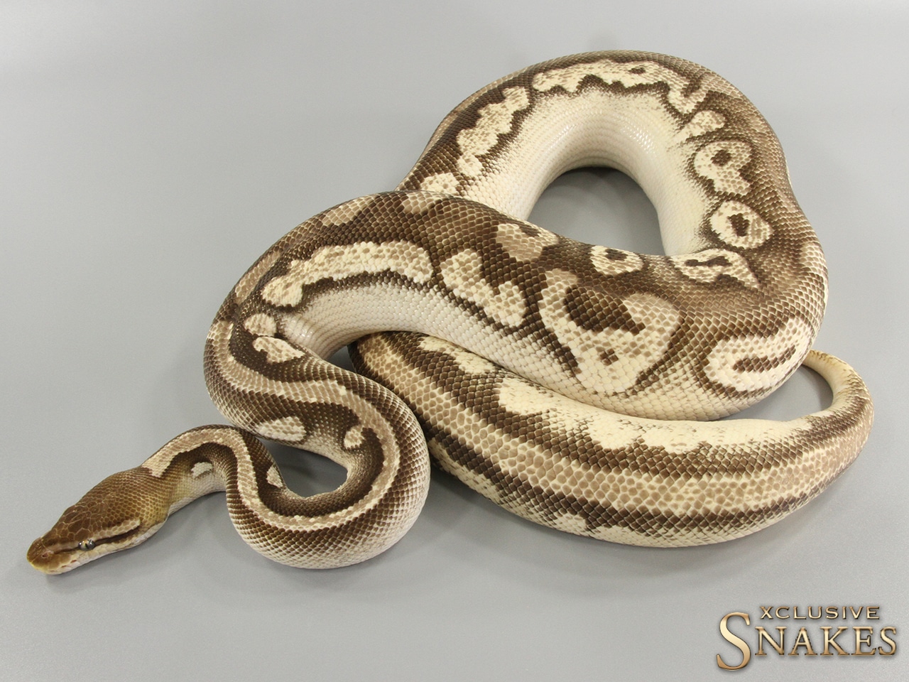 Mojave Orange Dream Pastel Het Piebald Ball Python by Xclusive Snakes ...