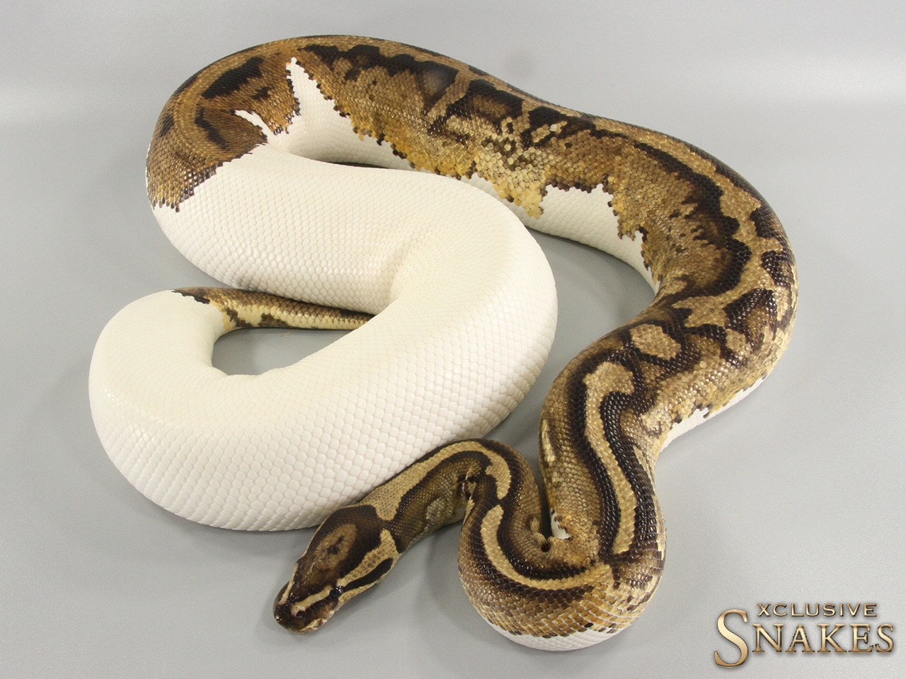 Yellow Belly Piebald Ball Python by Xclusive Snakes - MorphMarket