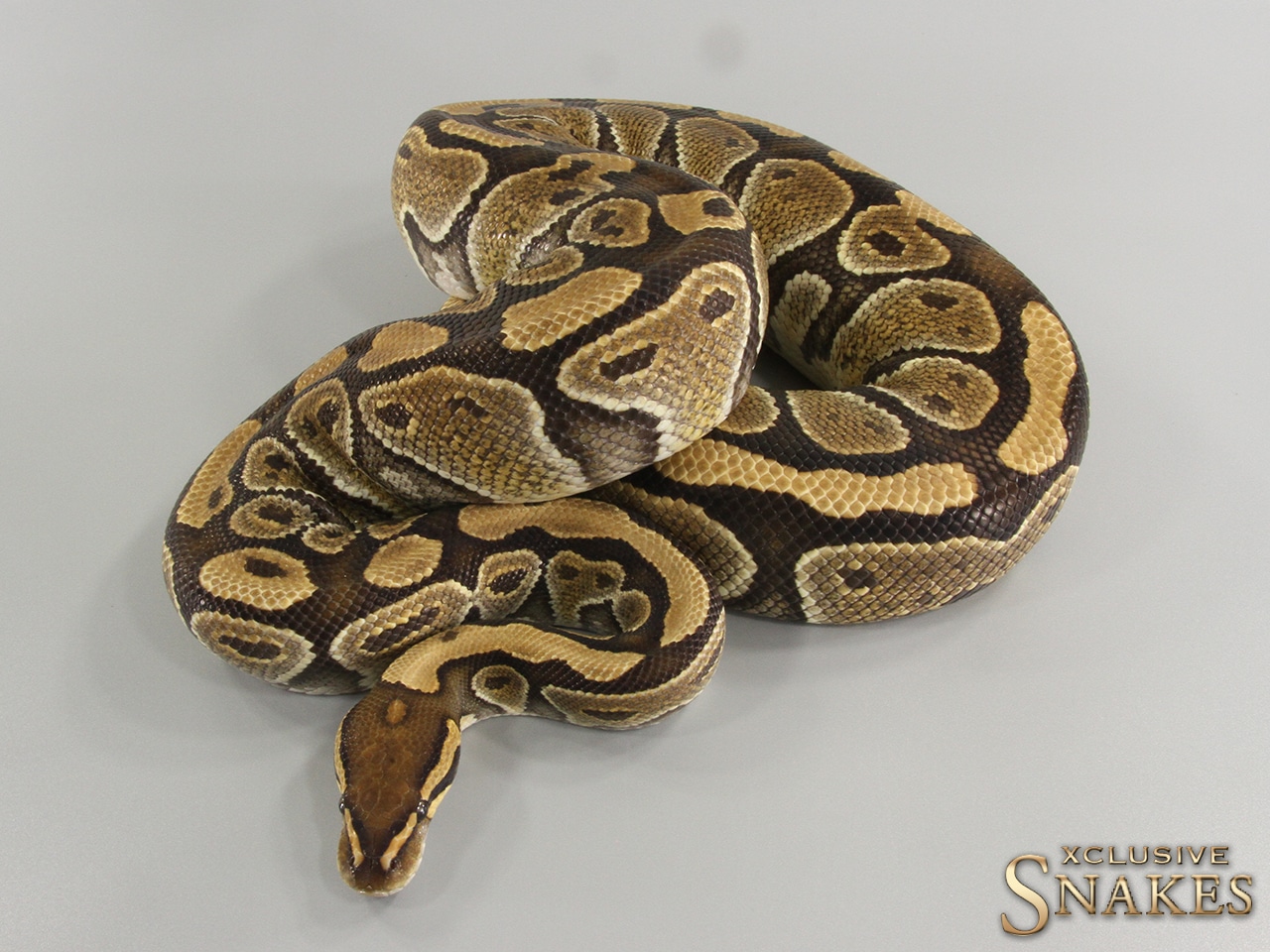 NR Mandarin Special Het Hypo Ball Python by Xclusive Snakes - MorphMarket