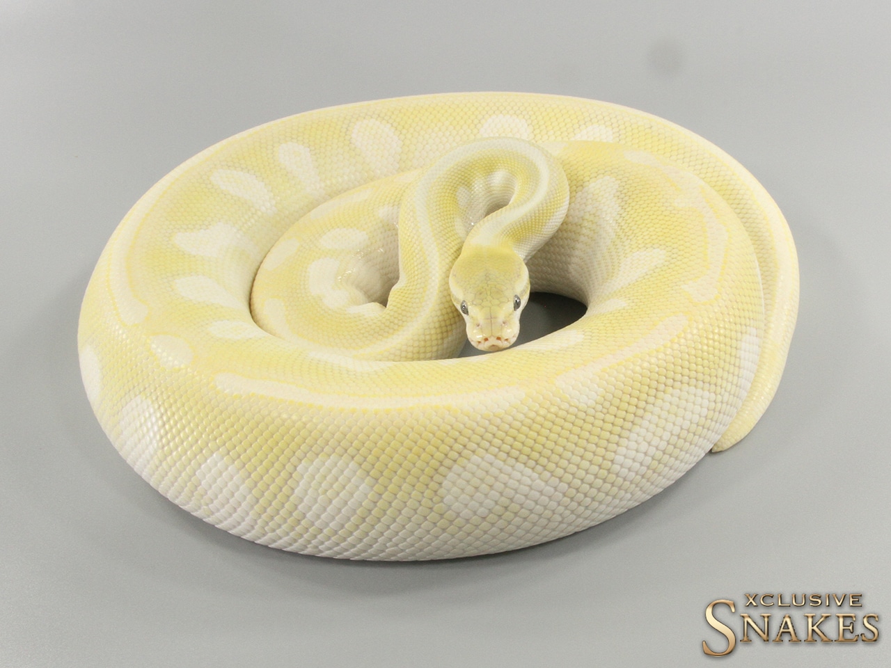 Crystal Desert Ghost Ball Python by Xclusive Snakes - MorphMarket
