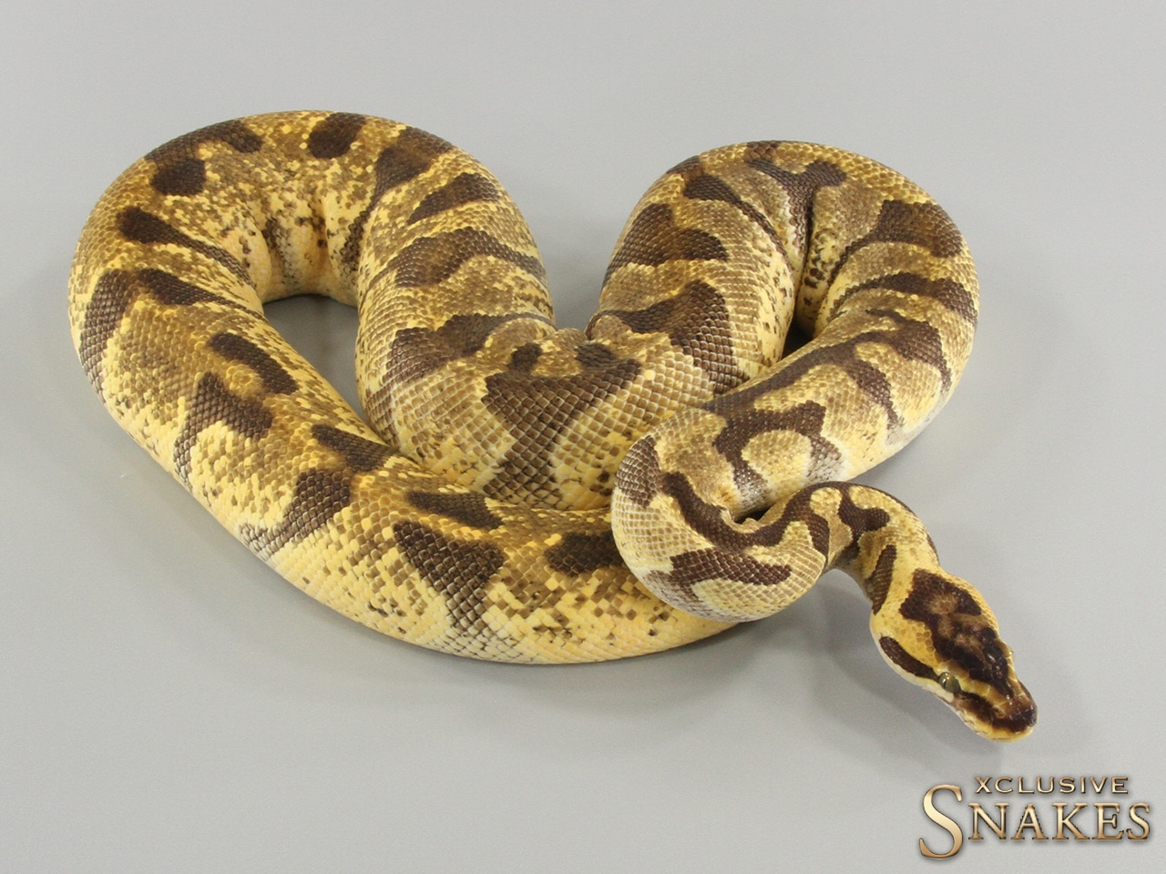 Super Enchi Pastel Het Piebald Ball Python by Xclusive Snakes - MorphMarket