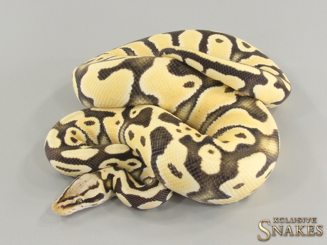 Pastel Desert Ghost Het Clown Or Het Cryptic Ball Python by Xclusive ...