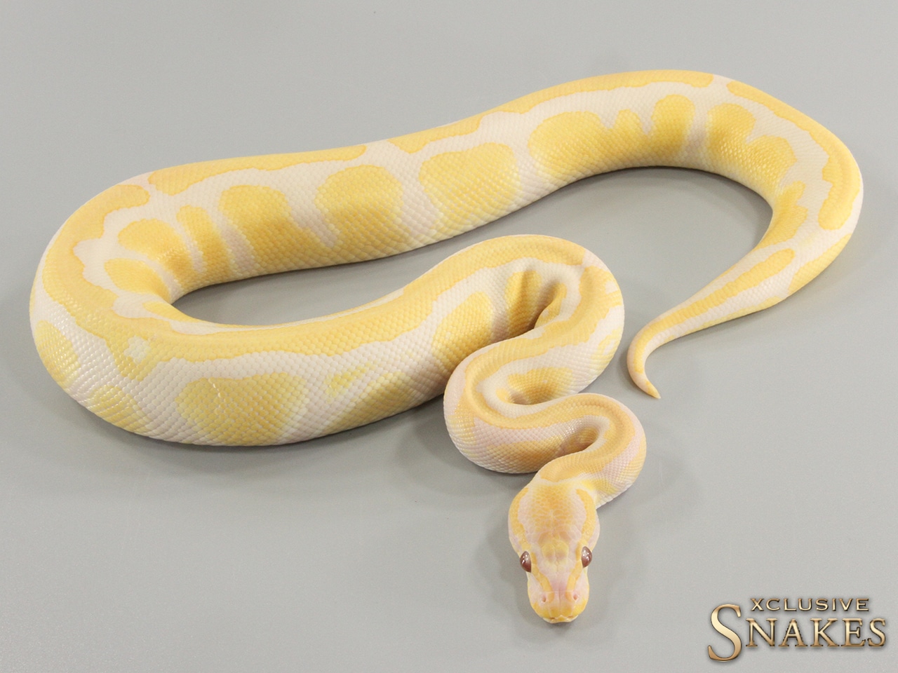 Red Stripe Lavender Het Piebald Ball Python by Xclusive Snakes ...