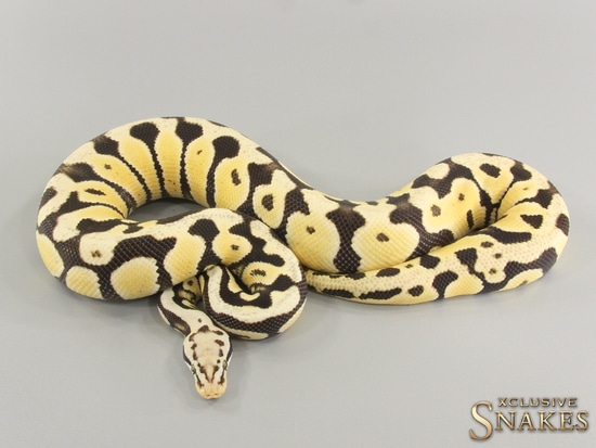 Pastel Spotnose Desert Ghost Het Cryptic Ball Python by Xclusive Snakes