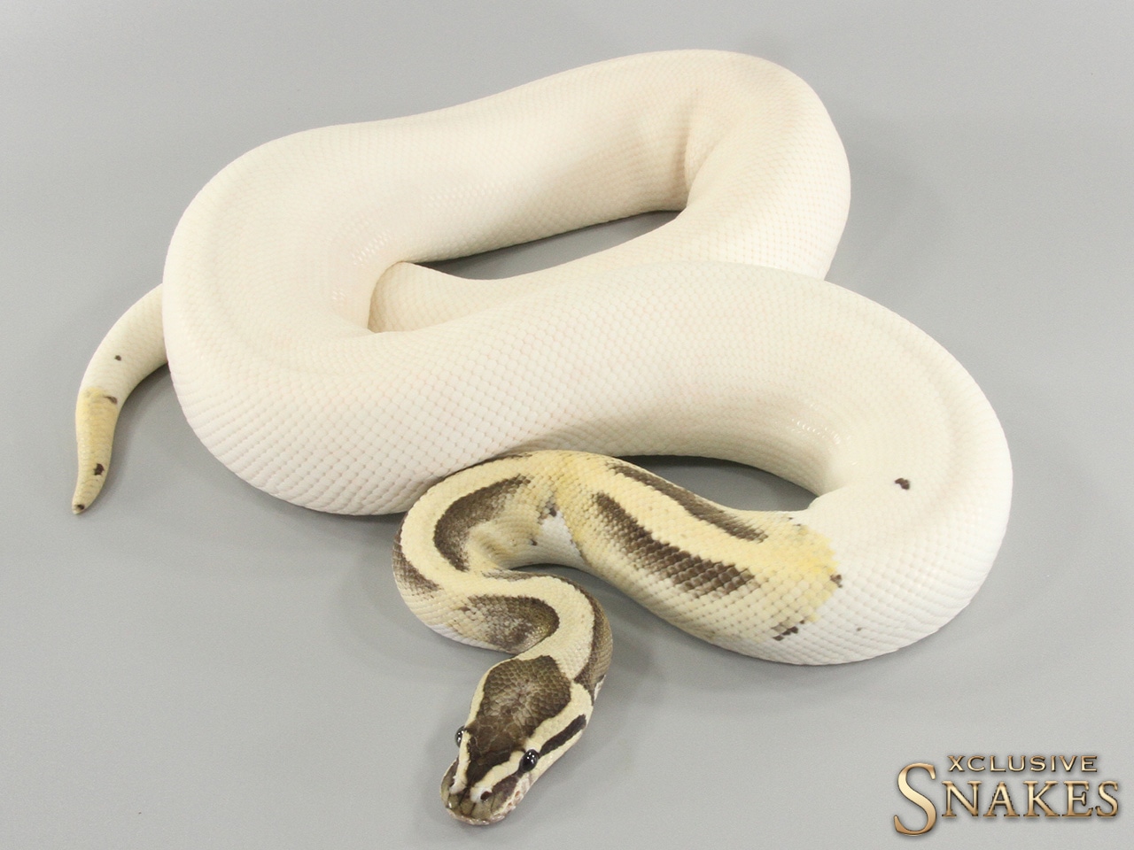 Desert Ghost Piebald Ball Python by Xclusive Snakes - MorphMarket