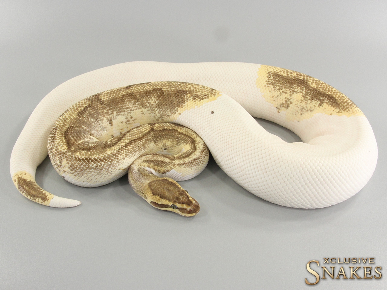 Enchi Fire Piebald Het Lavender *FOR SALE AFTER EGGLAYING* Ball Python ...